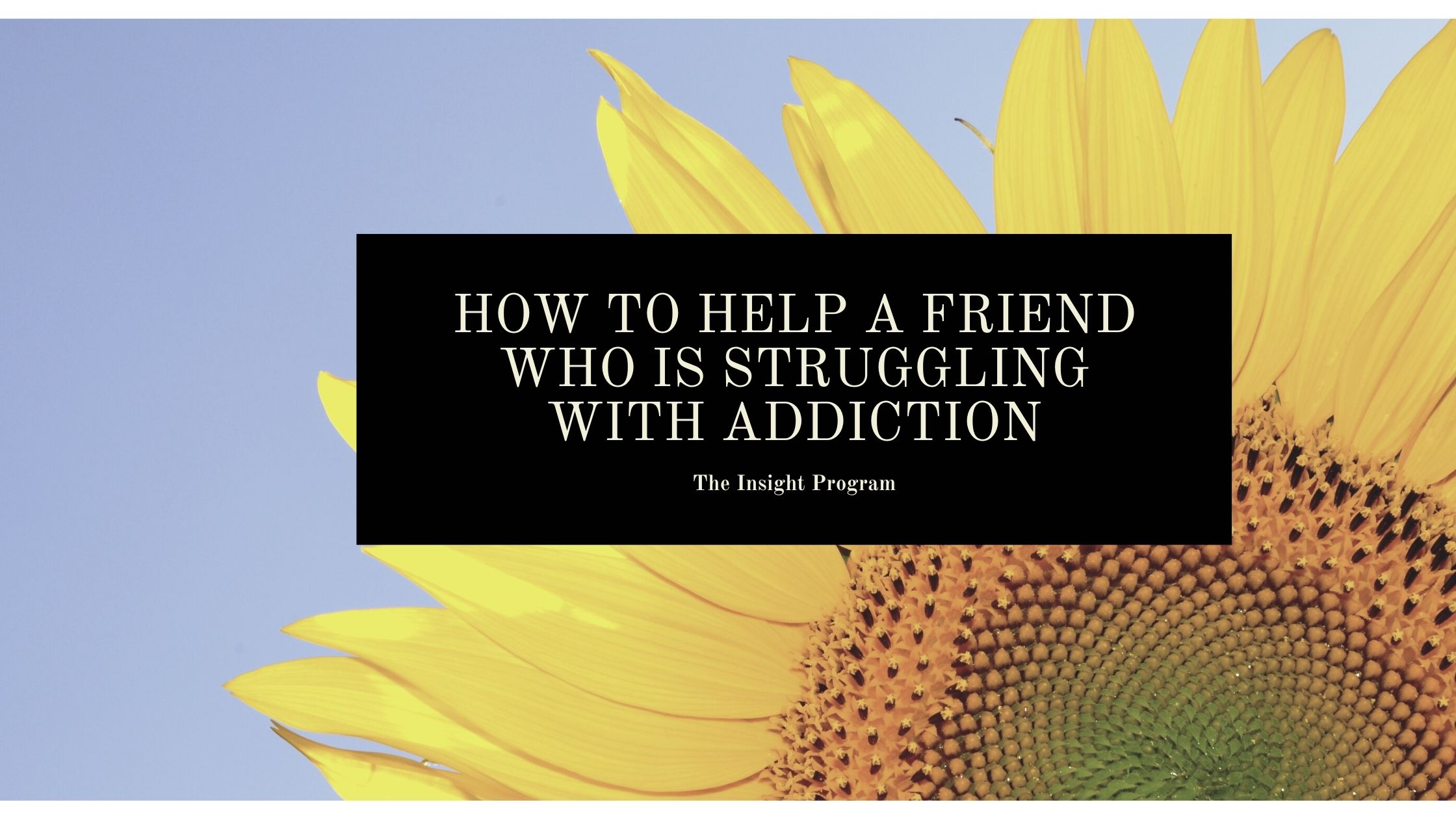 The Insight Program Blog | The Insight Program | Blog Site